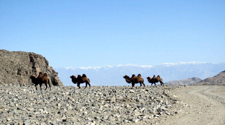 The Mysteries Of The Gobi Desert And The Meandering Steppes Of Mongolia ...