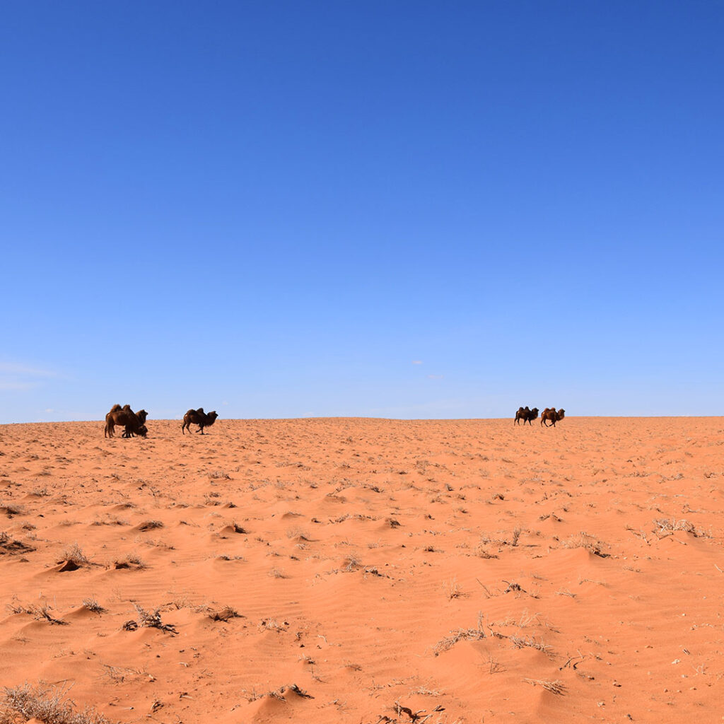 The Mysteries Of The Gobi Desert And The Meandering Steppes Of Mongolia ...